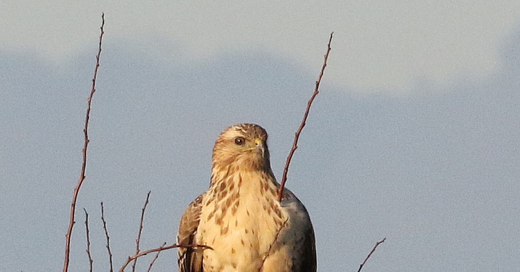 Birding with Flowers: A Load of Old Buzzards