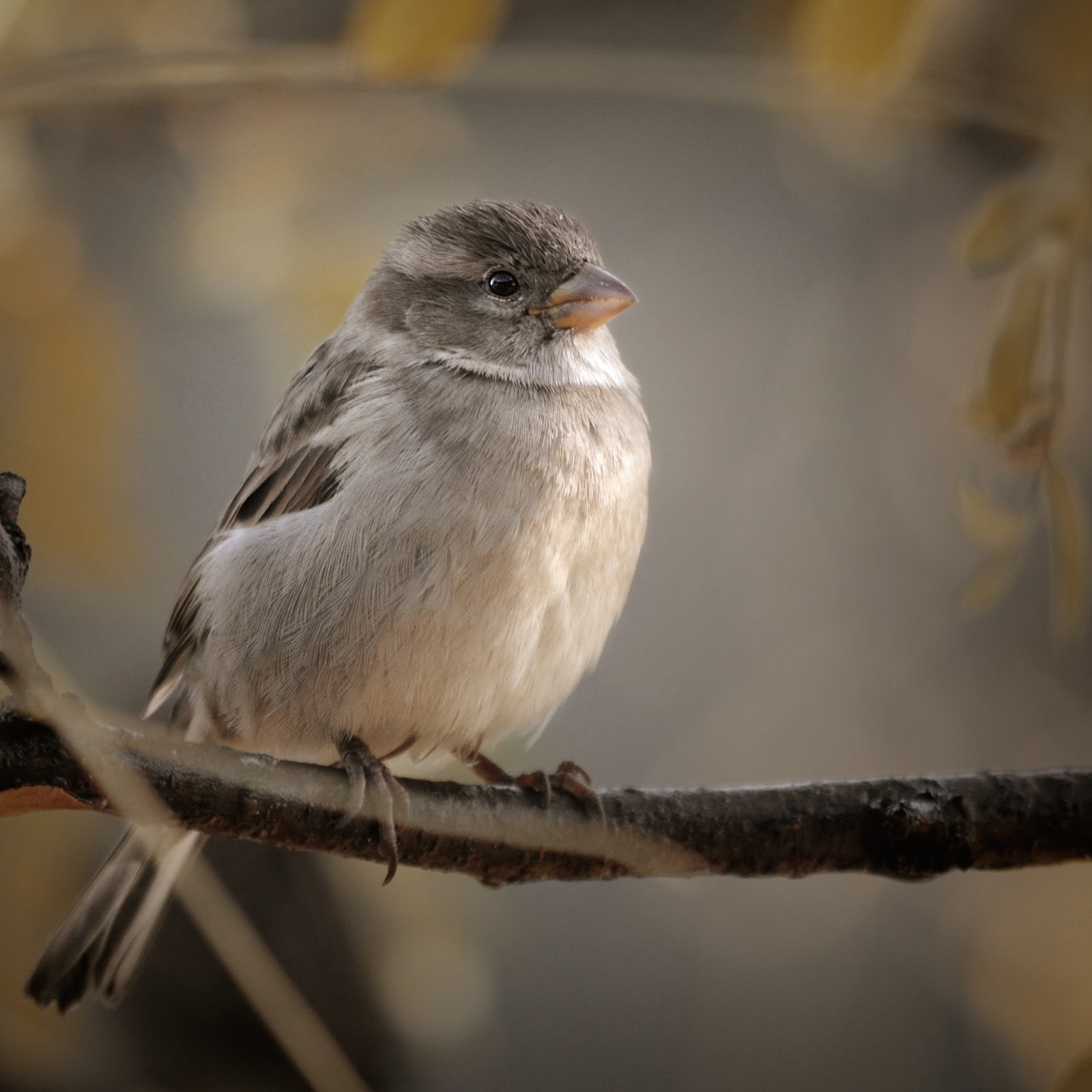 My Little Craft Things: Frilly and Funkie - Home for the Holidays