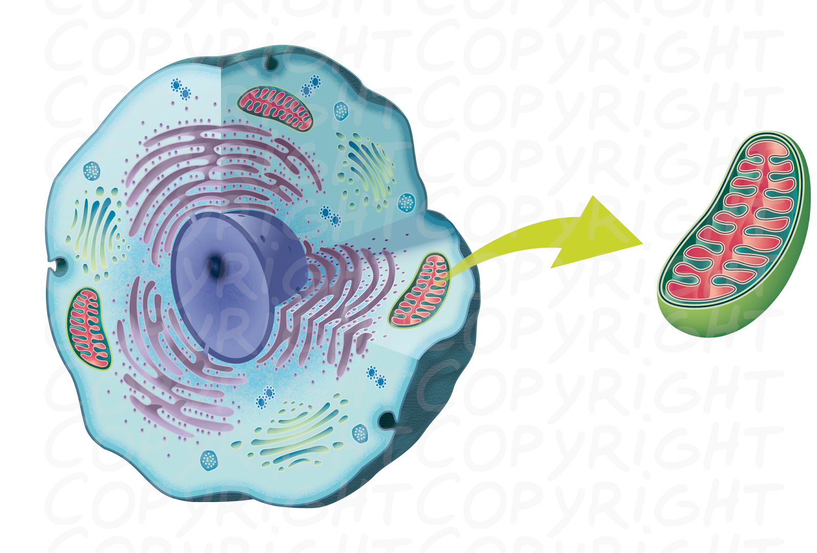 Didier Eberlé - Illustrateur: — Une mitochondrie s'échappe de sa cellule...