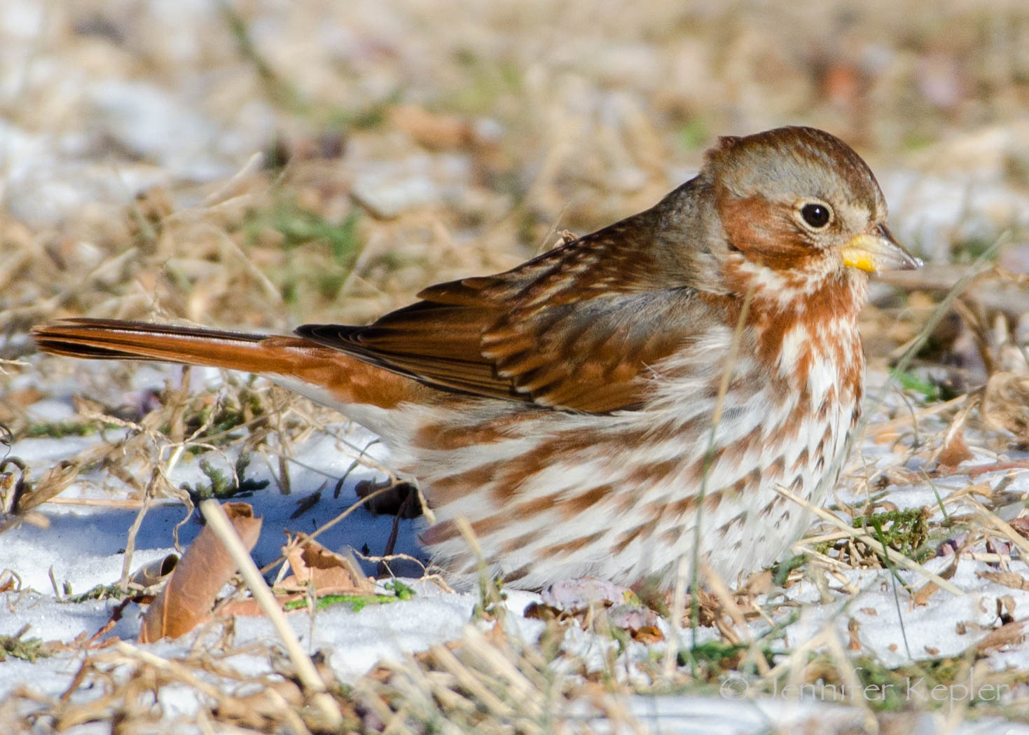 Snapshots of Nature: Fox Sparrows and Friends