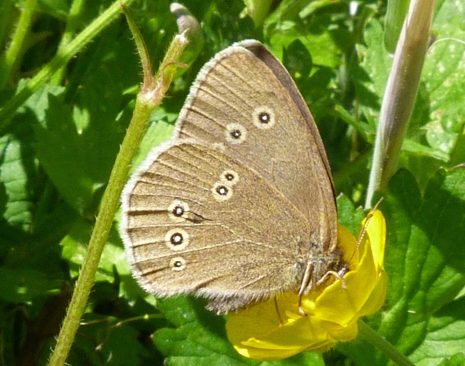 Insects of Scotland: Butterflies