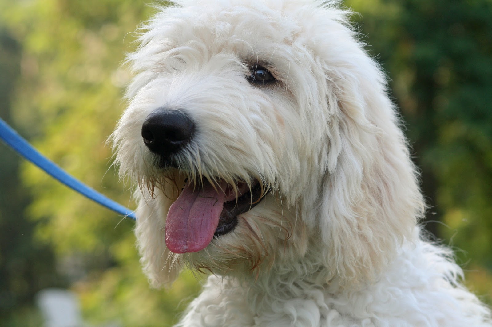 between here and there: day 2: on goldendoodles