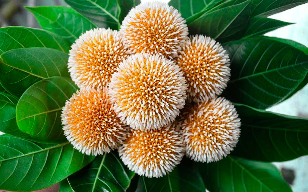 Neolamarckia Cadamba-Tree ~ ThundersCloud