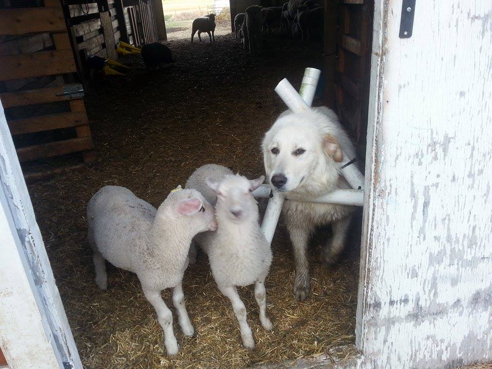 LIVESTOCK GUARDIAN DOG BLOG: LGD YOKES: Say NO to the Use of Cruel ...