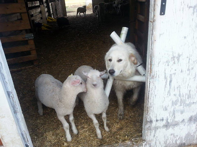 LIVESTOCK GUARDIAN DOG BLOG: LGD YOKES: Say NO to the Use of Cruel ...