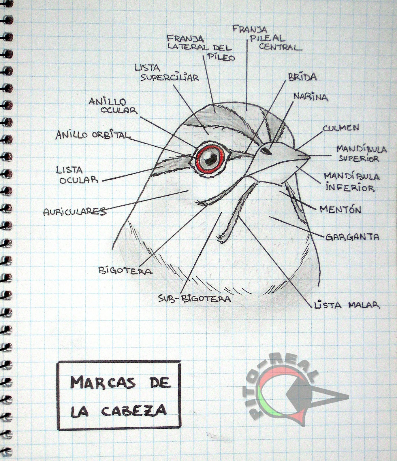 "Pito Real" - Ornitología: Anatomía II: la cabeza