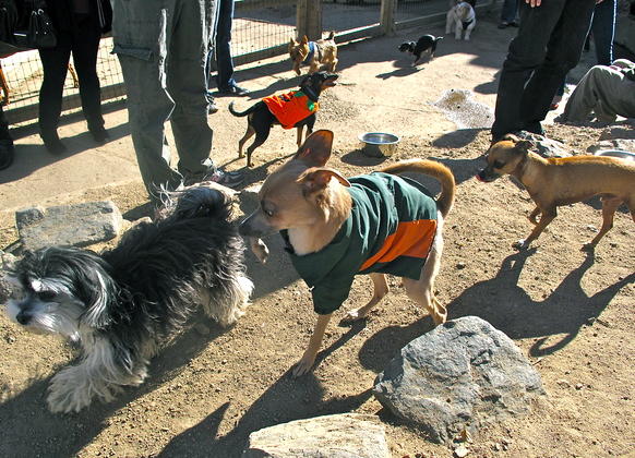 Random Musings of a Denver Dog