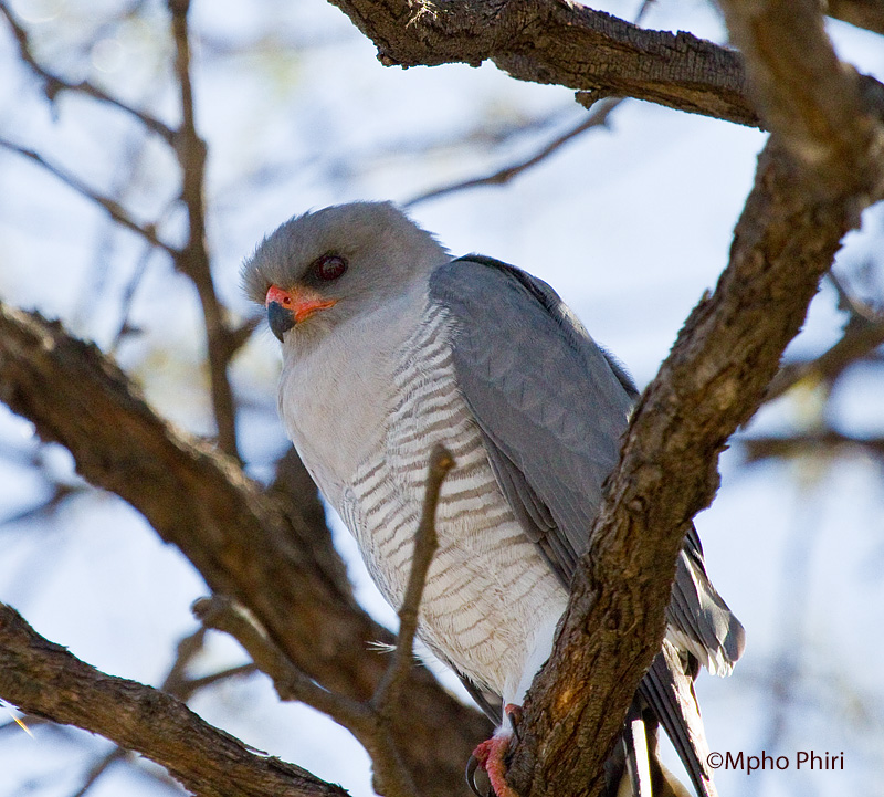 Mahikeng Birding Blog: Sighting of a melanistic Gabar Goshawk nearer home