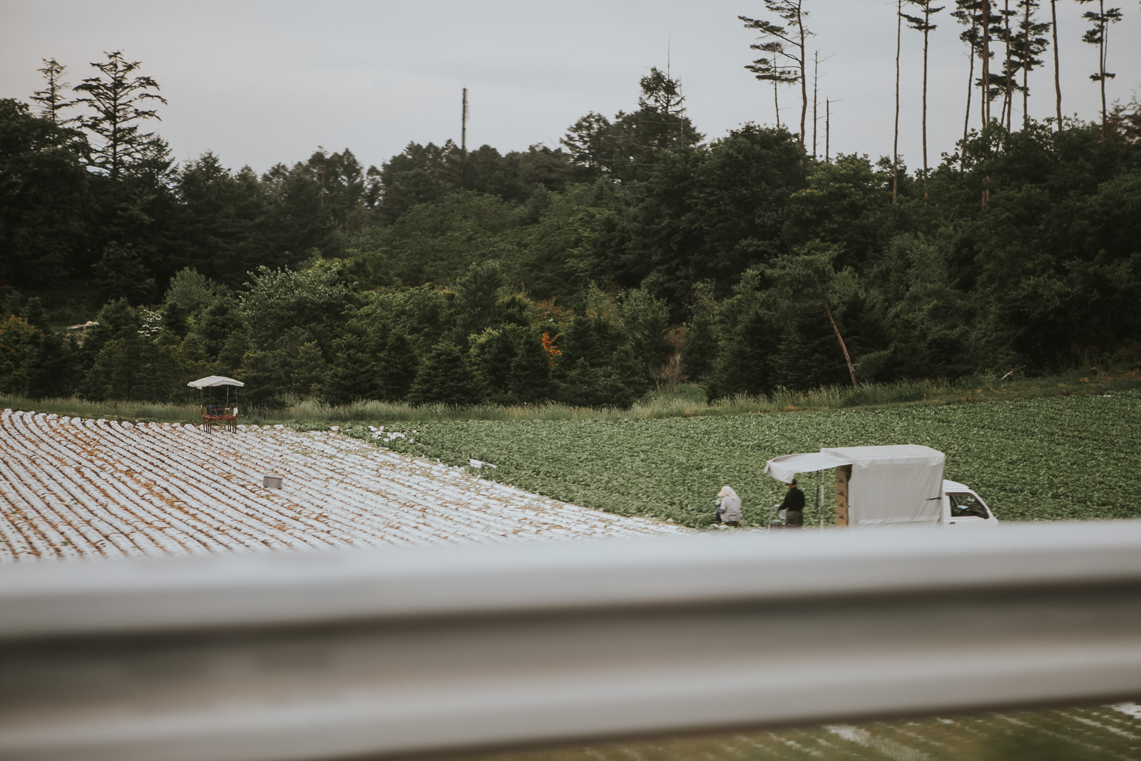A Walk in Totoro's Forest - Sayama Hills Day Trip from Tokyo ...