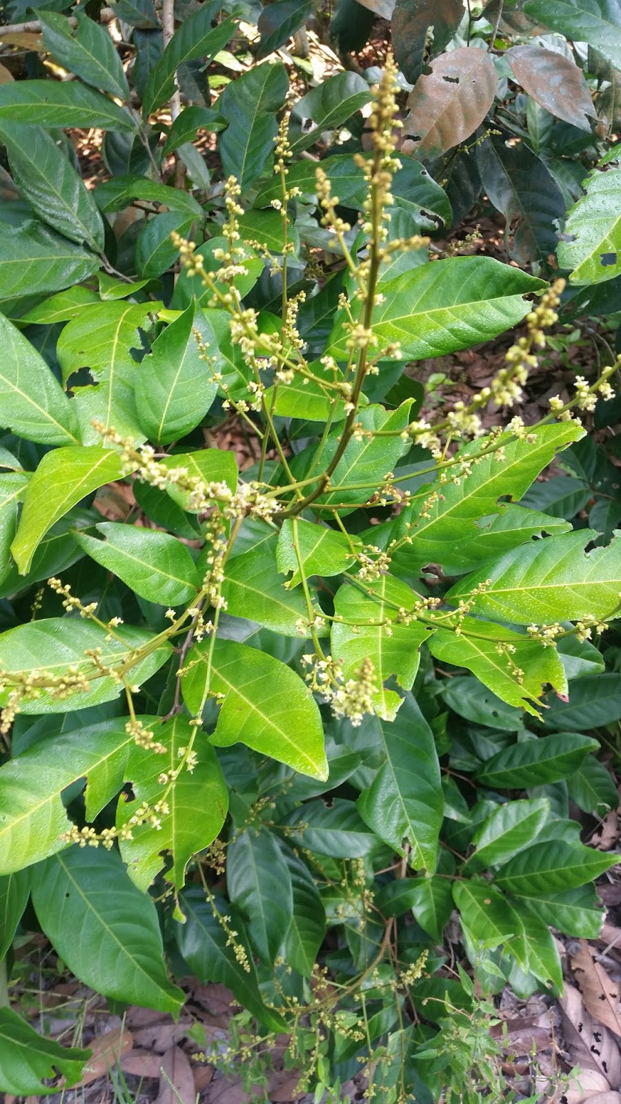 Warisan Petani: Pokok Rambutan Mula Berbunga