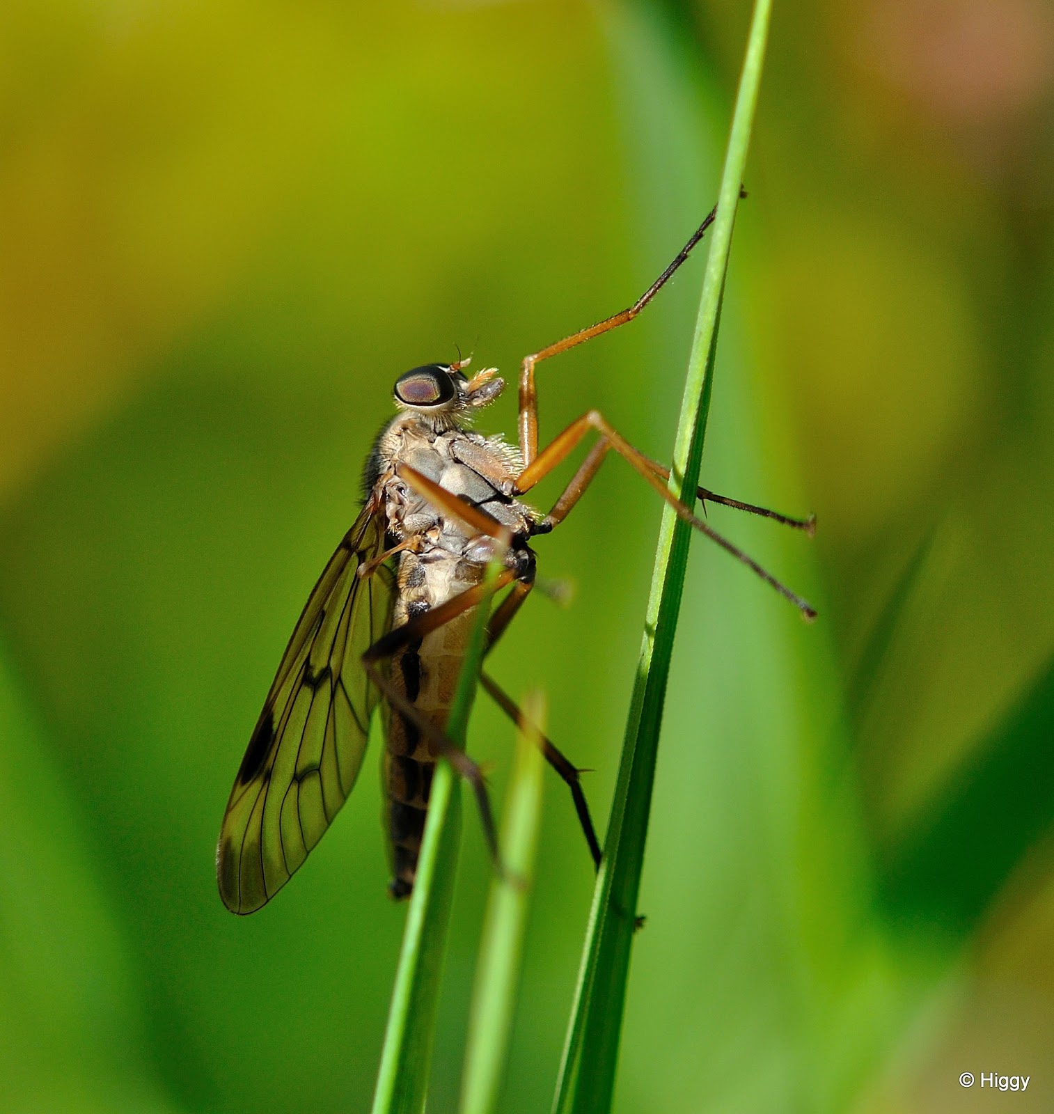 Higgy's Garden Project..... As Seen on BBC Springwatch: Changing ...