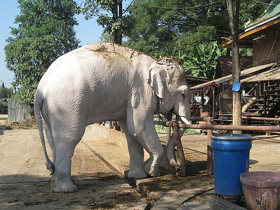 Kao Jai Thailand: White Elephant in the Forest
