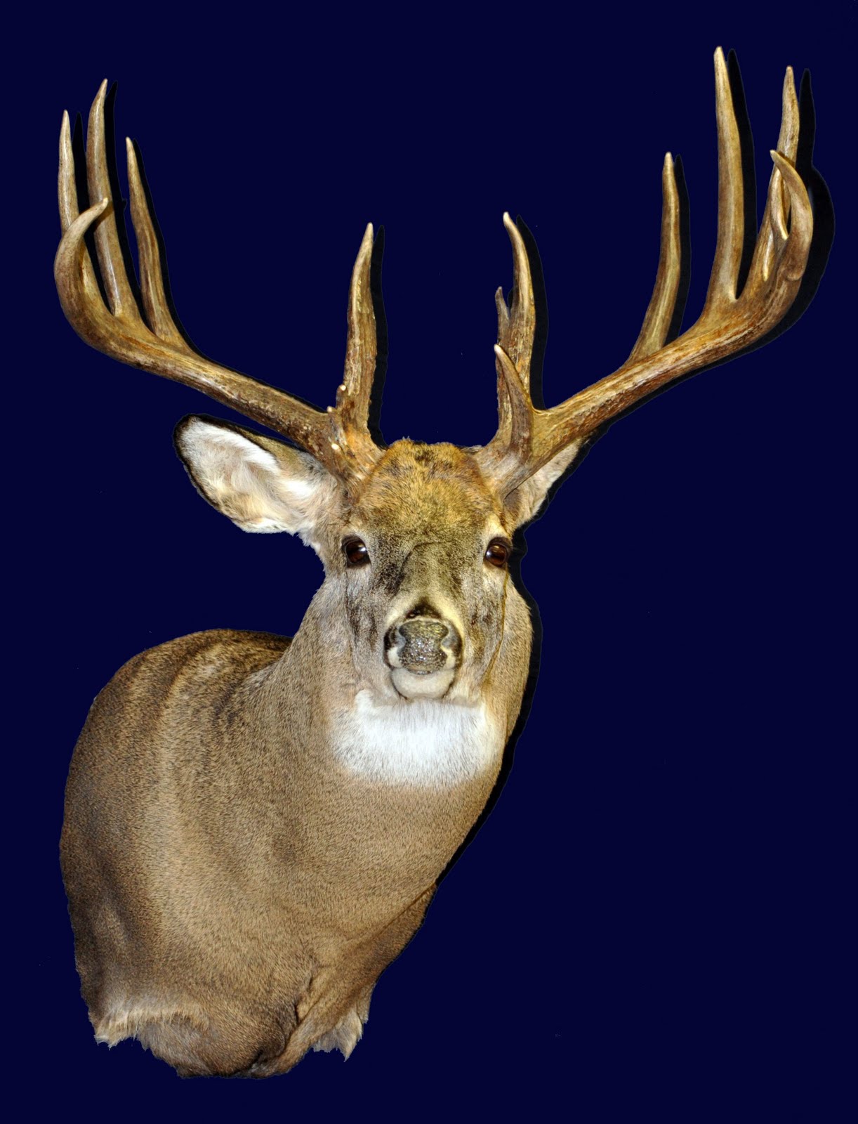 Drop Tine Taxidermy