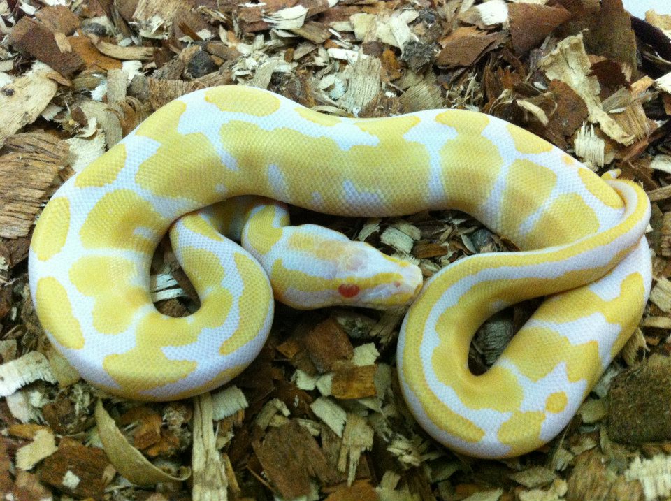 Mindanao Pet Masters: Selling Albino Ball Python