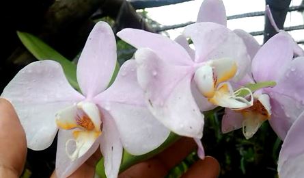 8 Cara Bunga Anggrek Bulan Agar Berbunga Lebat - Rumah Daun Muda