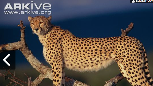 AUSTRALIAN FANTASY ADVENTURES: Fascinating Animals