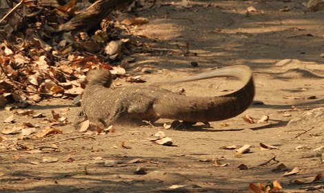 Nomad | The supersized lizard