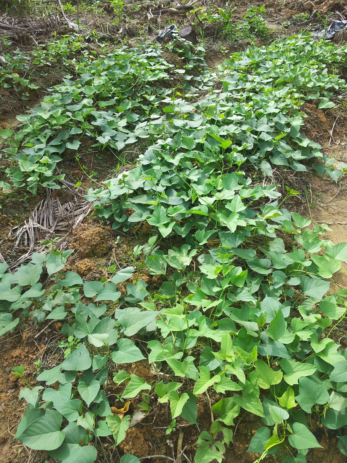 Tanaman Halia: UBI RAMBAT