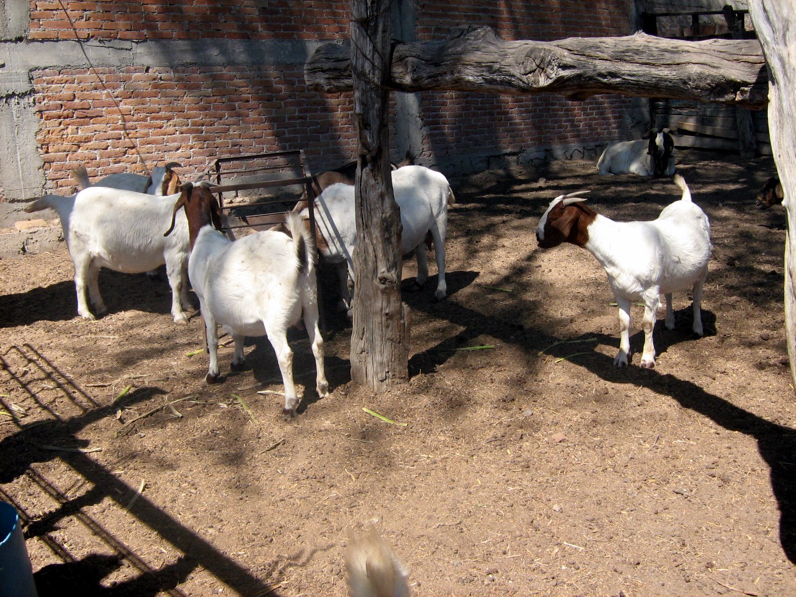 Los Ranchos de ganado de México: Criadero de cabras boer y chivos boer ...