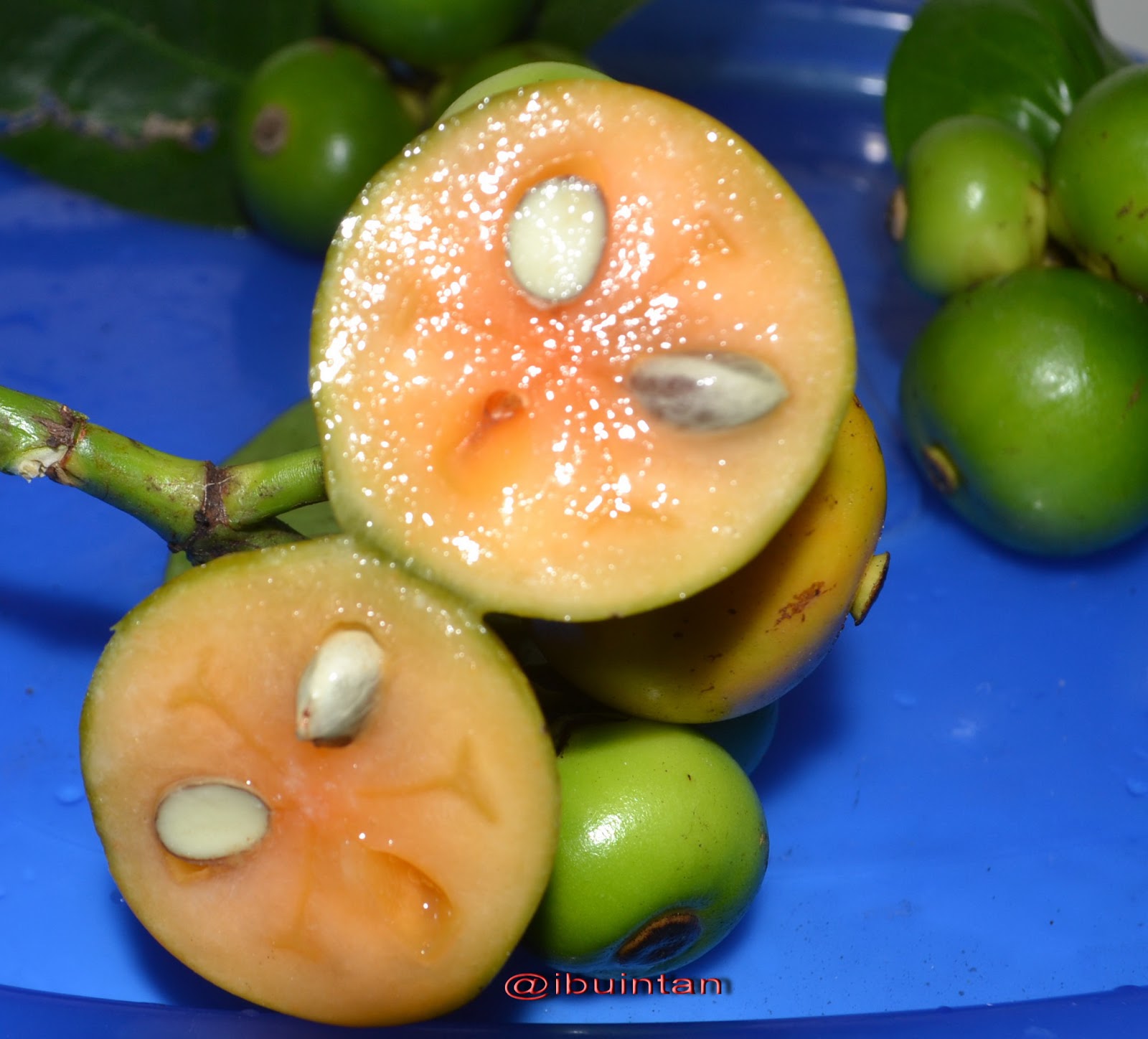 ibuintan: Buah cepu @ chopu.