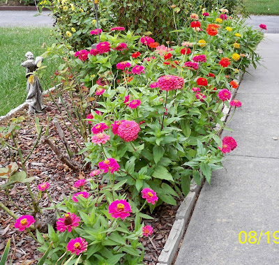 Tales From the Mountainside: Zinnia 'Cha-Cha-Cha'