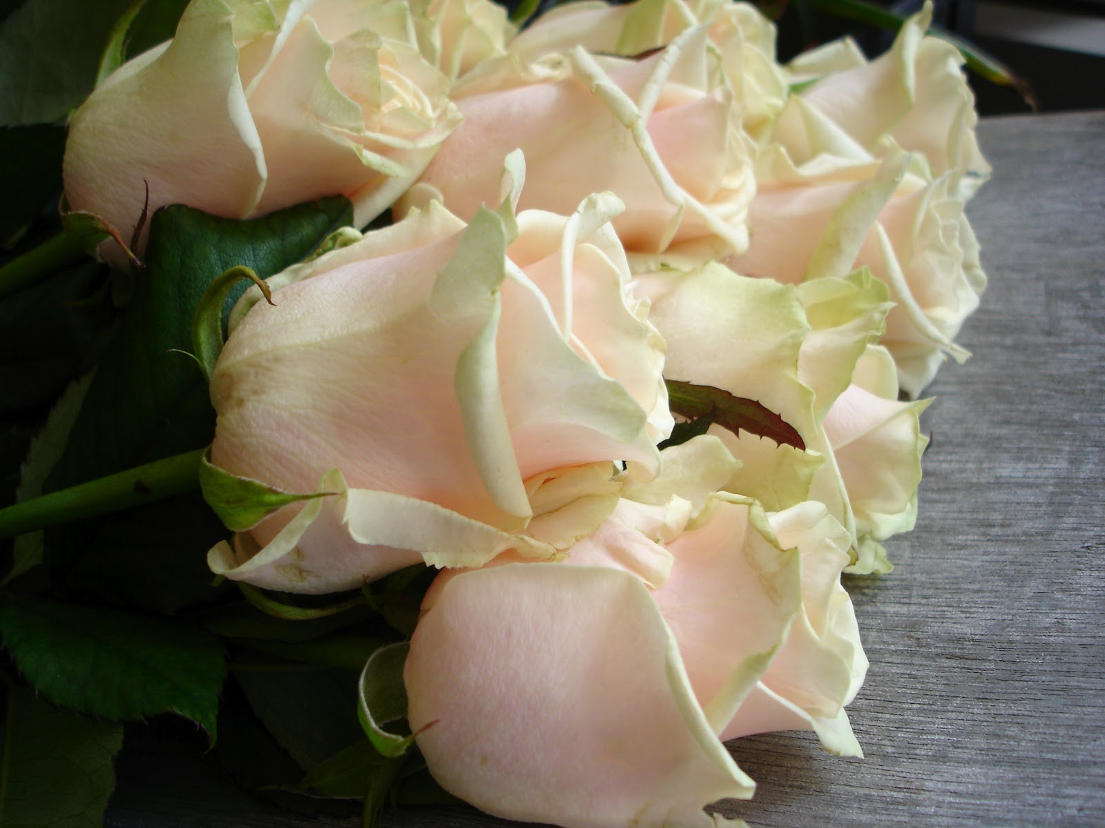 Blue Skies and Bunting: Which roses for the blushing bride?