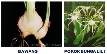 PEMBIAKAN DAN PENGURUSAN TANAMAN: PEMBIAKAN TUMBUHAN SECARA VEGETATIF