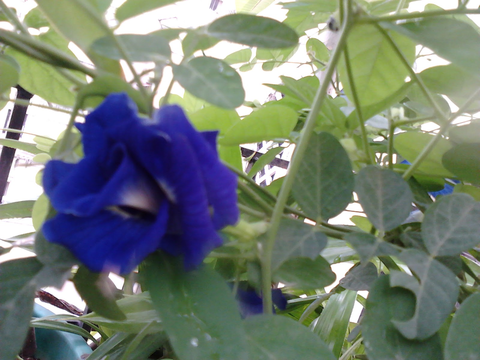 Garden Care Simplified: Terrace Garden has gone Blue ! Blue Bells Pea ...