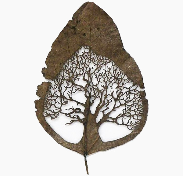 CuriousDoodles: Naturearte: Intricate Leaf Cut Designs