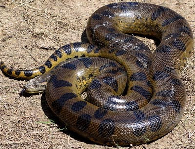 The Anaconda Snake | Snake Information & Pictures| | All Wildlife ...
