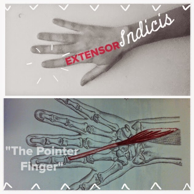 The Hip Joint: Extensor Indicis