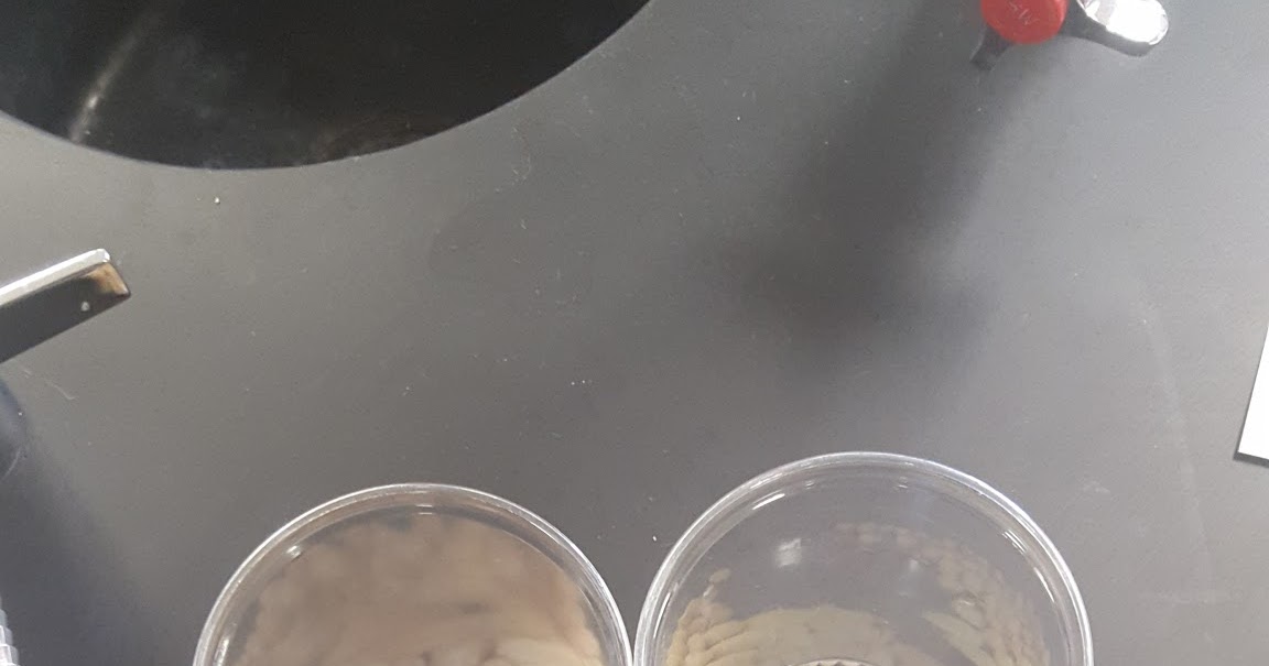 Chemistry Blog: The Bean Lab- An Investigation of Moles