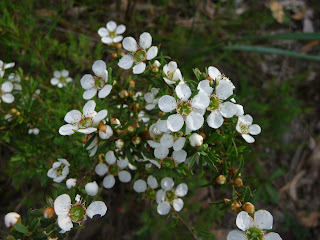 A Botany Blog for Beginners: Plant of the week #5