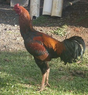 Paulo Tarcizio: Novembro 2011