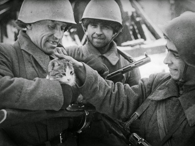 World War II in Pictures: Cats in World War II