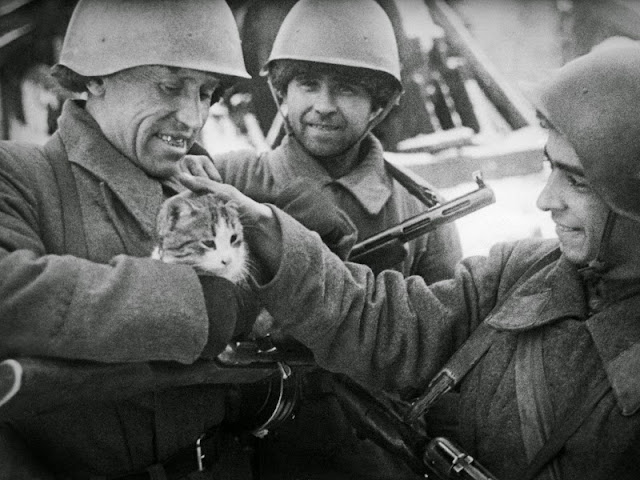 World War II in Pictures: Cats in World War II