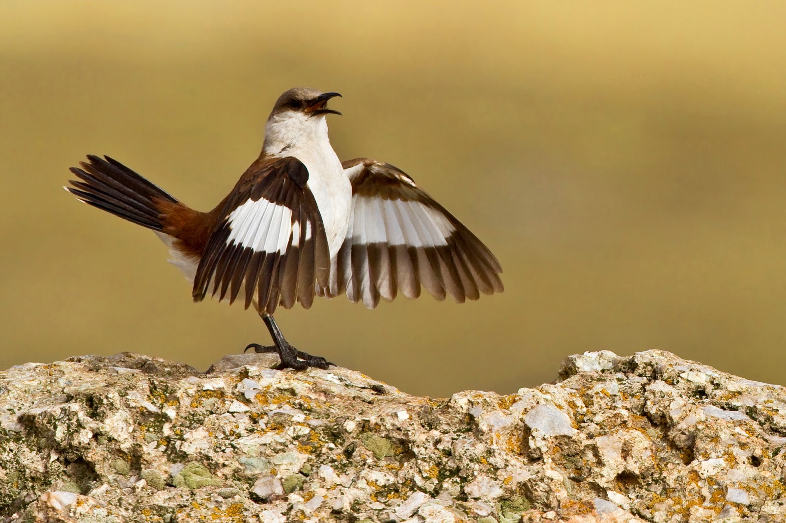Birds from Behind : The World's Rarest Birds...