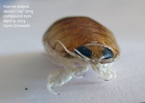 Sporadic Bird from Seward, Alaska : Tuesday, April 9, 2013 Beach treasures