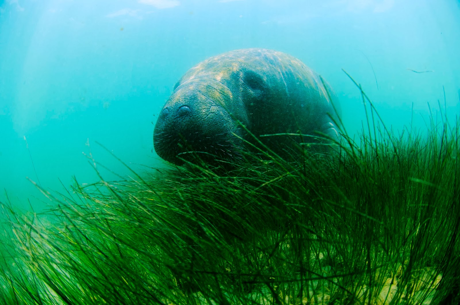 Alimentação Do Peixe Boi - FDPLEARN