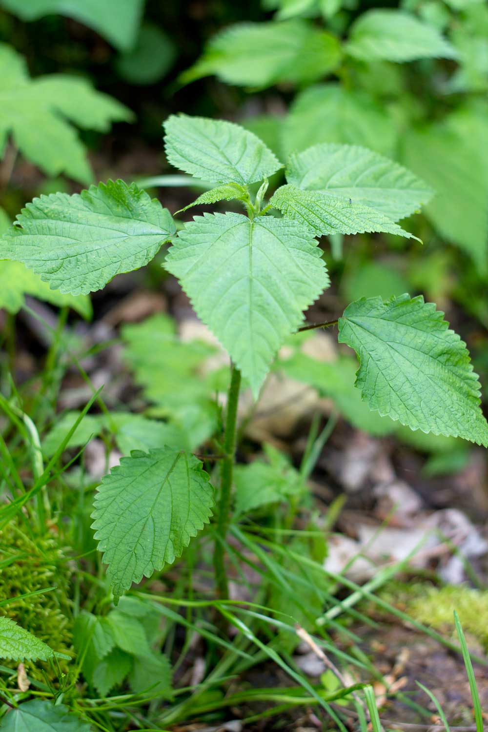 Stinging nettle pesto and branch lettuce salad! - Log Cabin Cooking