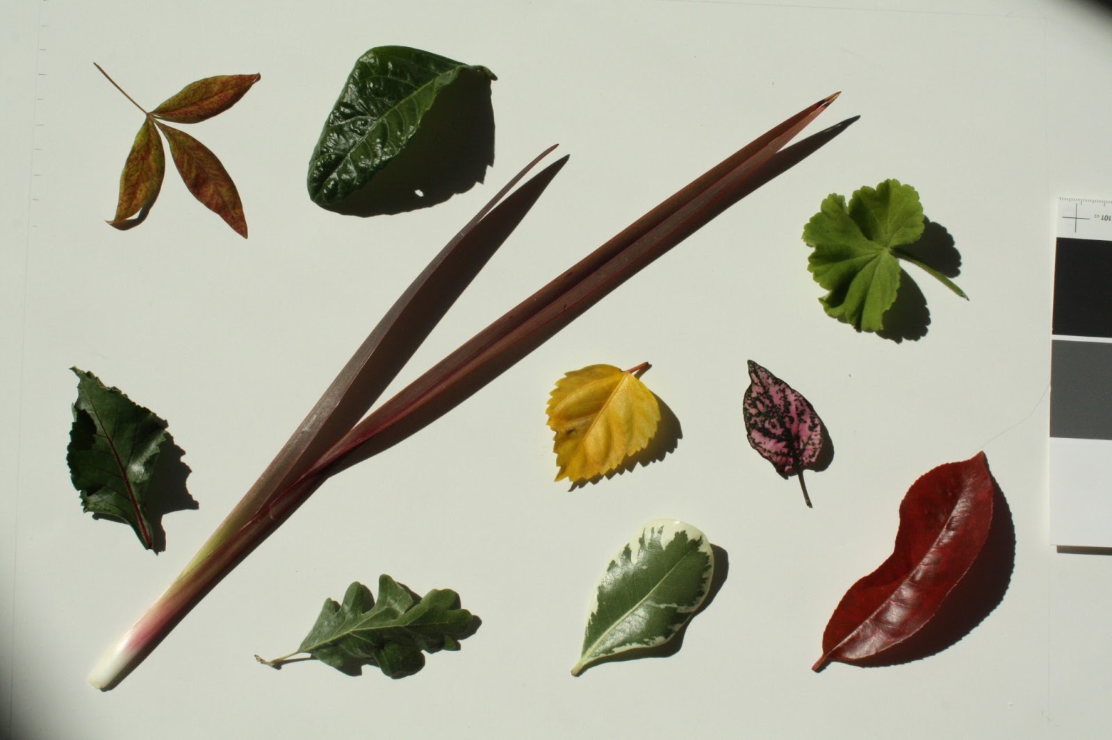 Art By Vreeke: SBA Assignment #3 Leaves