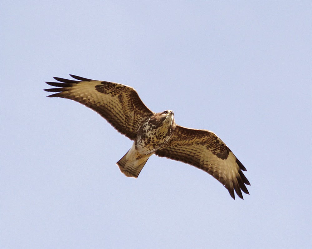 Another Bird Blog: More Buzzard Bashing
