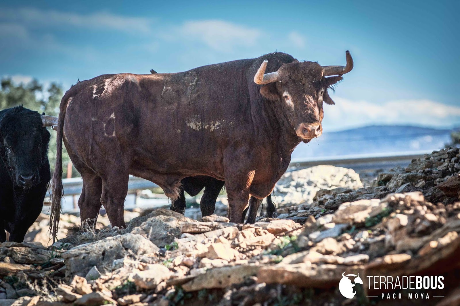 TOROS CERRILES PREPARADOS EN LA FINCA LA CARRASCA PARA LA PRÓXIMA TEMPORADA