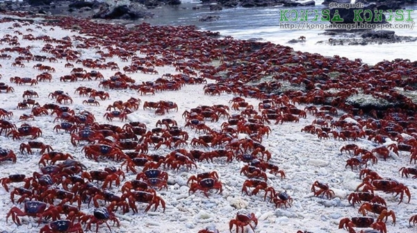 Penghijrahan Tahunan Ketam Merah Di Pulau Krismas | Blog Buruk