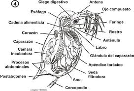 EL PONTONES MICROSCÓPICO (II)