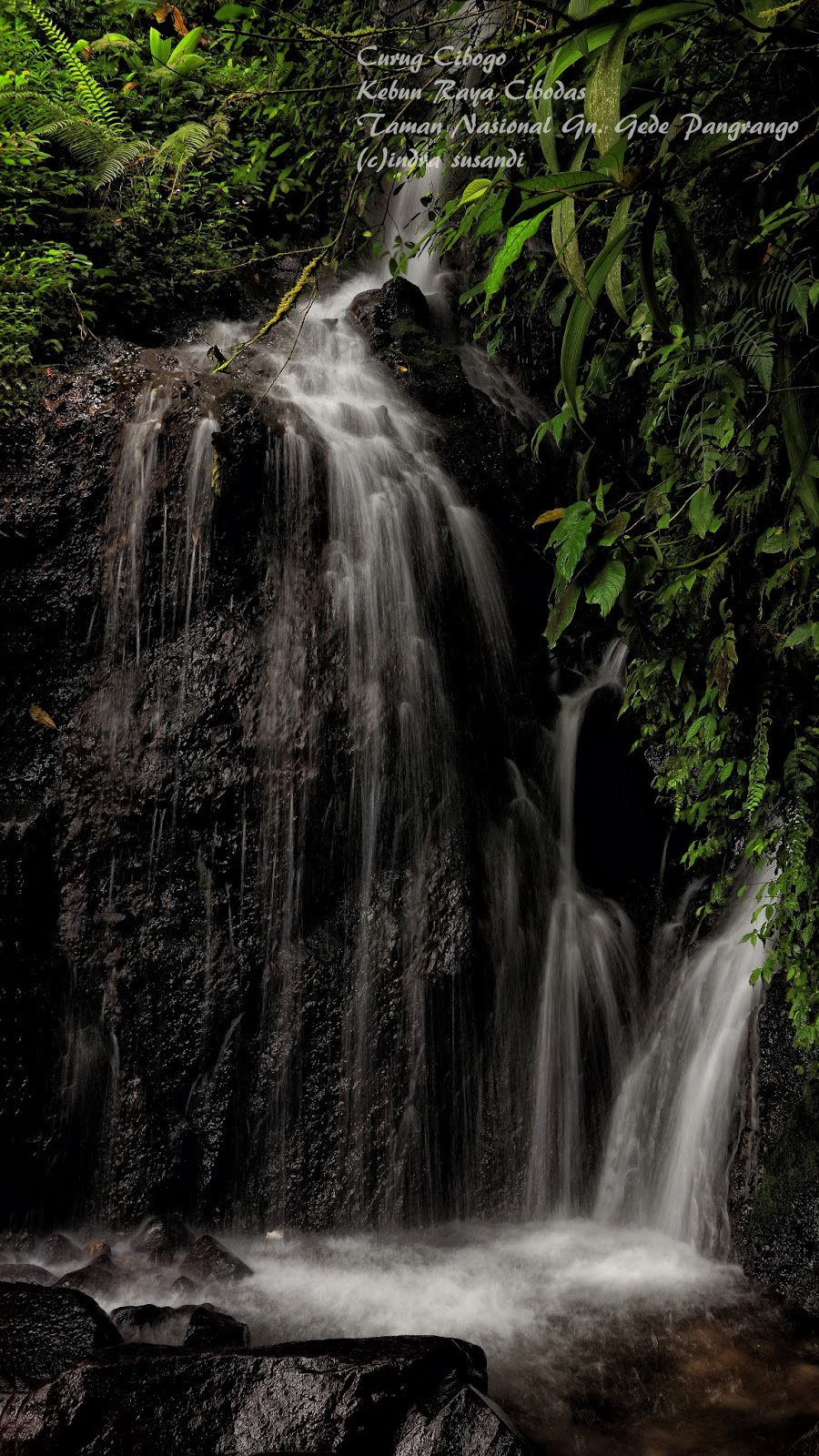 Liburan tahun baru di Kebun Raya Cibodas, Mengunjungi Curug Cibogo dan ...