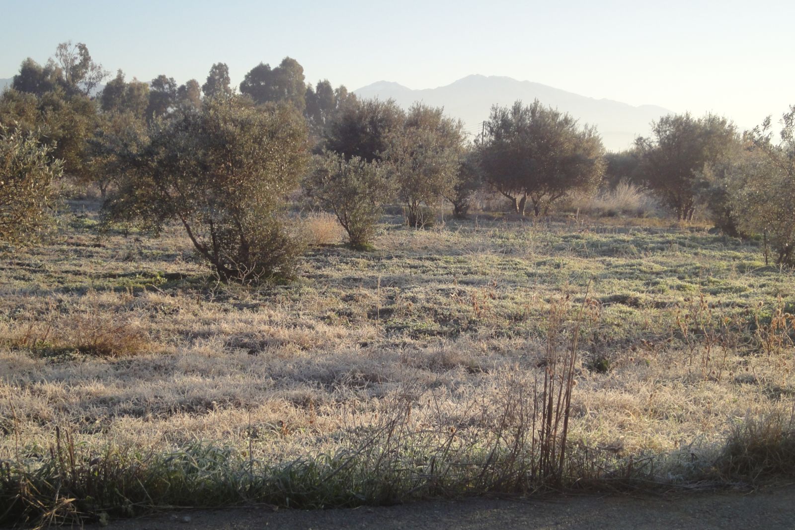 Crete Weather: Υπαρχουν περιοχες στην κρητη με ηπειρωτικο κλιμα?