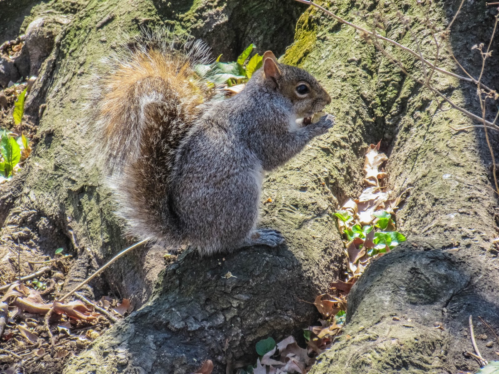 Cannundrums: Eastern Gray Squirrel