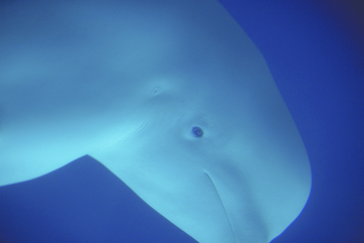 Nature: Observations and Meanings: BELUGA WHALE: Friends You Can Trust
