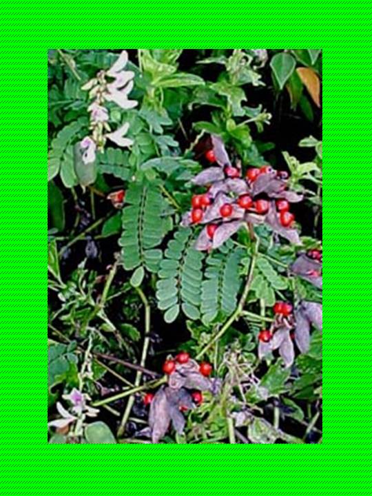 SANTERIA: HUAYRUROS , ABRO, SEMILLAS DE PEONÍA: